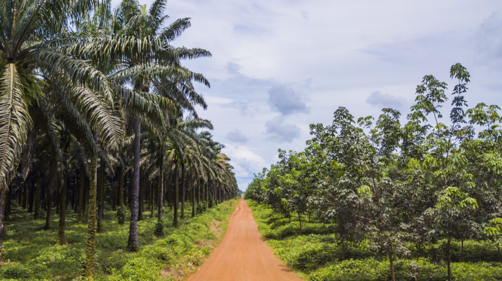 investisseurs - Socfin