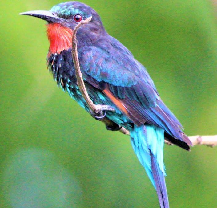 Préservation de biodiversité, Kienké et Edéa, Socapalm, Cameroun - Socfin