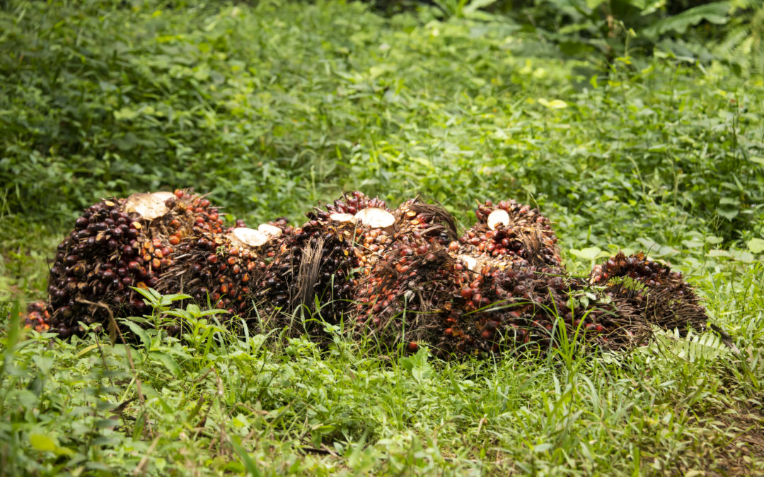 Palm oil Archives - Socfin