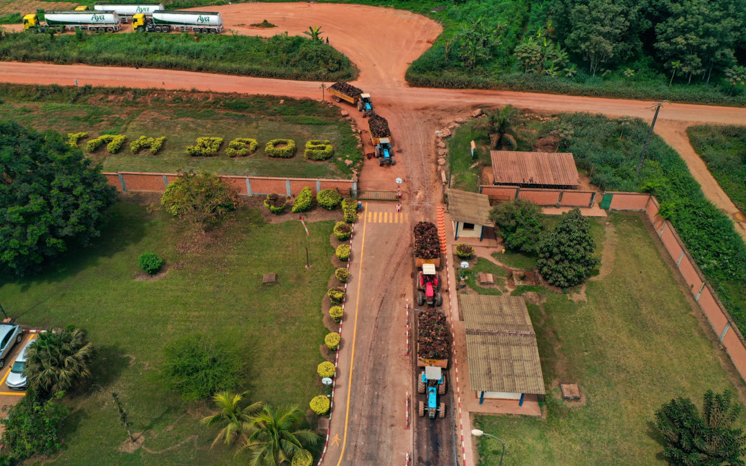 Livraison de régimes de palmiers, SOGB, Côte d'Ivoire - Socfin